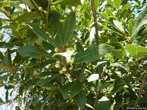 Семейство Lauraceae /Дафинови/ – BOTANICA.gallery