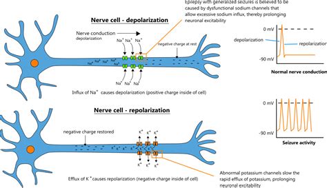 Neuron Depolarization
