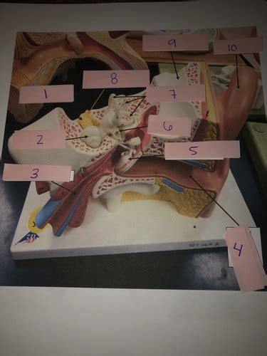 Lab Unit Ear Structure Flashcards Quizlet