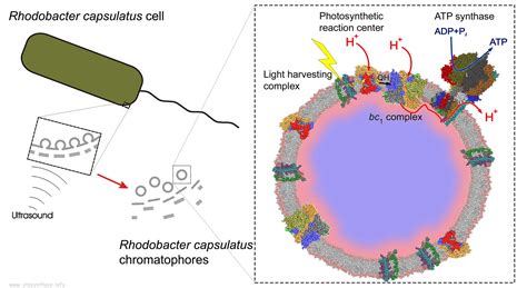 Bacterial Chromatophores Chromatophores Bacterial