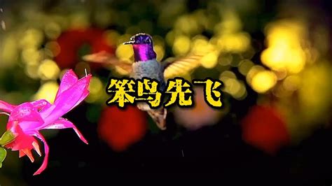 成语故事《笨鸟先飞》｜看懂 笨鸟先飞”，助你成就事业巅峰！ Youtube
