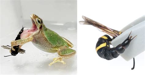 Serotine Bats Have Sex Unlike Any Other Mammal Natural History Museum