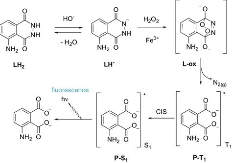 Luminol Reaction Explained At Madeleine Innes Noad Blog