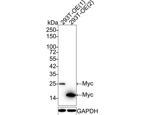 Anti Myc Tag AlpHcAbs Rabbit Antibody HA710120 HUABIO