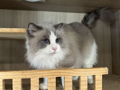 인천점렉돌 애기 고양이책임분양 강아지분양 고양이분양 컴투펫 시츄 셔틀랜드쉽독 말티푸 미니핀 치와와 요크셔테리어 포메라니안 말티즈 분양