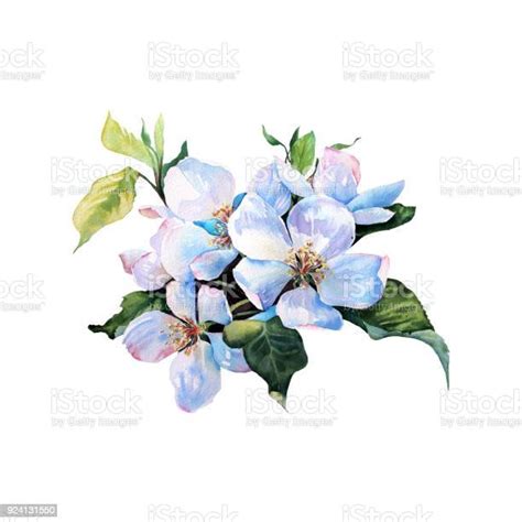 세공 수채화 그림입니다 흰색 배경 고립 된 수채화 그림에 꽃 사과 나무 가지와 꽃다발 초대입니다 웨딩 카드입니다 생일 카드입니다 계절에 대한 스톡 사진 및 기타 이미지