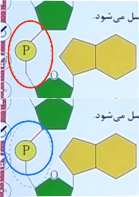 تدریس نوکلوئید و نوکلئیک اسید زیست شناسی دوازدهم تجربی کنکور 1402