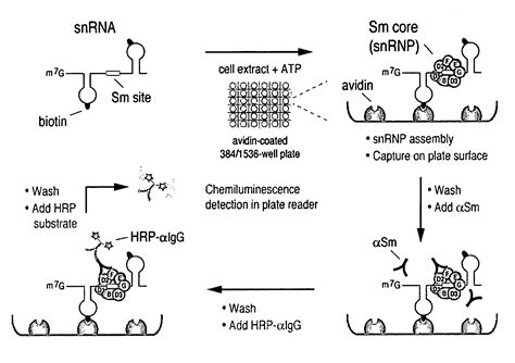 Assays For Detecting Small Nuclear Ribonucleoprotein Particle Assembly And Survival Of Motor