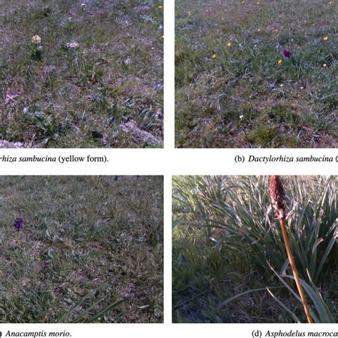 Directory Structure Tree Of The Dataset Download Scientific Diagram