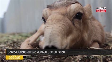 გადაშენების პირას მყოფი ცხოველები Youtube