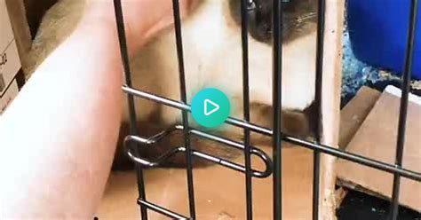 Cat Progress Album On Imgur