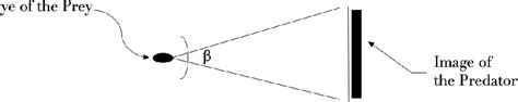 Figure 1 From Using Differential Equations To Model Predator Prey