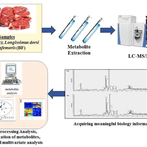 Workflow For Metabolomics Analysis In Meat Samples Lc Ms Ms Liquid