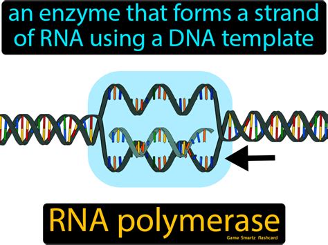 RNA Polymerase Easy Science Rna Polymerase Science Flashcards Study Biology