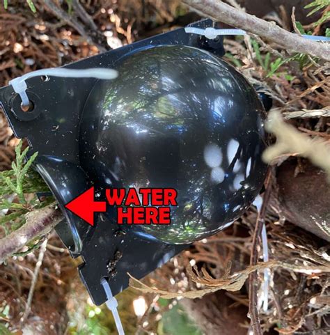 Easy Tree Propagation Using Root Boxes Macs Opinion Easy Tree Propagation Using Root Boxes Macs Opinion