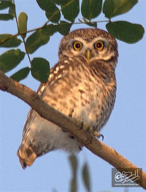 پرندگان ، جغد کوچک خالدار