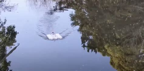 Set Sail In The Pico Powered Roboat Raspberry Pi