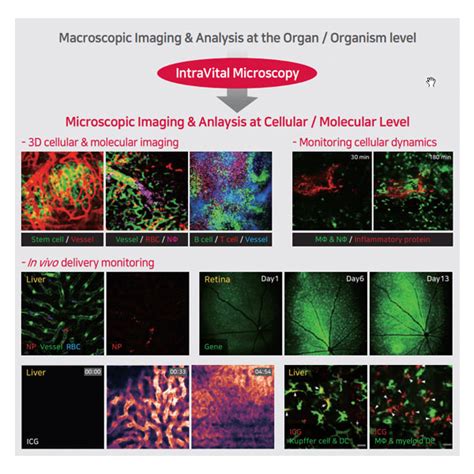 Microscopy Archives Merkel Technologies Ltd