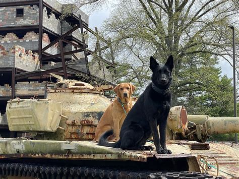 General Scent Detection K9sensus Knowledge Library