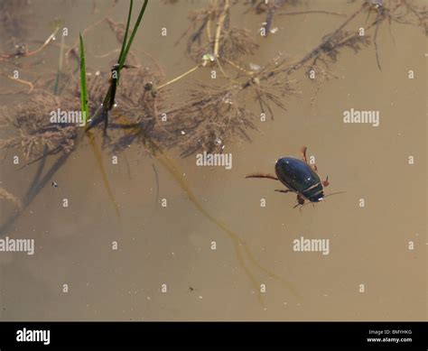 A Male Predatory Great Diving Beetle Dytiscus Marginalis England