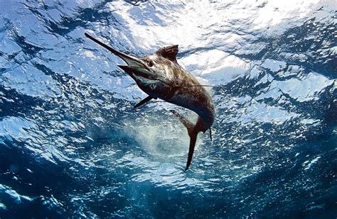 Ocean Based Habitat Compression Marlin