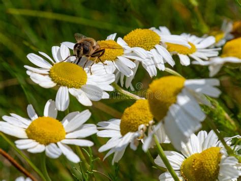 One Small Bee Like Fly Sits On A White Daisy Flower On A Summer Insect