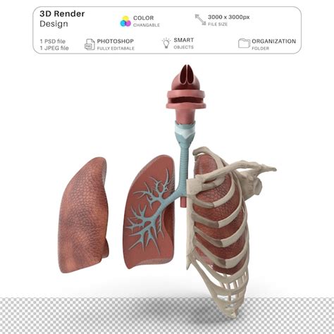 Premium Psd Human Respiratory System Anatomical Model 3d Modeling Psd File Realistic Human Anatomy