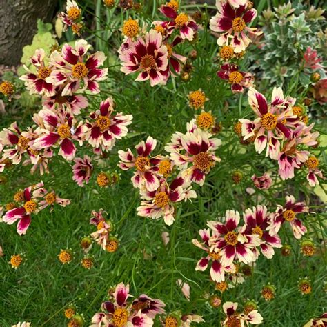 Coreopsis Ruby Frost Tickseed Ruby Frost Uploaded By Suerichards