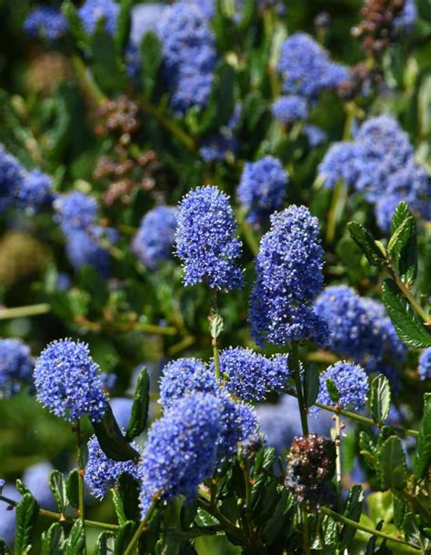 Soap Bush Variations In Blue Nature And Garden