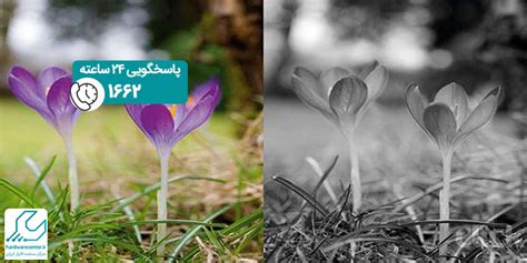 راهنمای تبدیل سیاه و سفید کردن عکس آموزش ترفندهای ساده سیاه سفید کردن عکس
