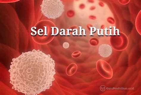 Ciri Ciri Penyakit Eritrosit Rendah Analisis Mikroskopis Apus Darah