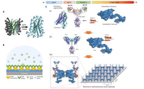 Scalable Biomimetic Sensing System Based On Membrane Receptor Double
