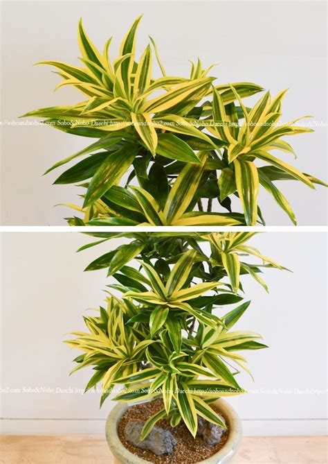 거실화분 관엽식물 실내화초의 종류 모음 네이버 블로그