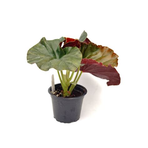 Begonia Alice Faye Steves Leaves Begonia Exotic Plants