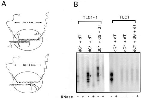 Yeast Telomerase Bearing Mutations In The Rna Template Has Altered Download Scientific Diagram