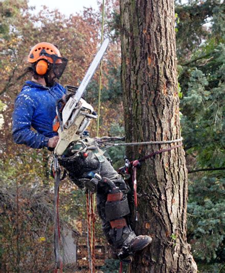 Future Tree Services Ltd Arborist Tree Surgeon United Kingdom