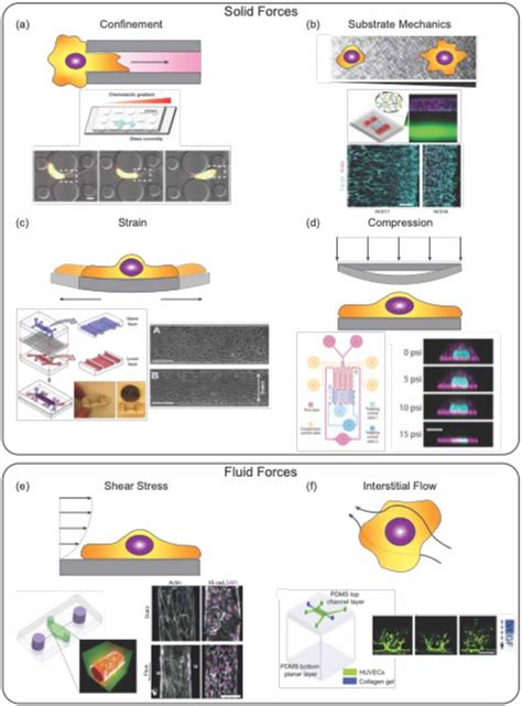 Microfluidic Devices For Applying Solid And Fluid Forces To Cells A Download Scientific