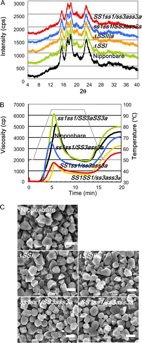 characterization of the endosperm starch in the ss1ss1 ss3ass3a