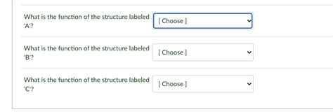 Solved Identify the function of each labeled structure с B A Chegg