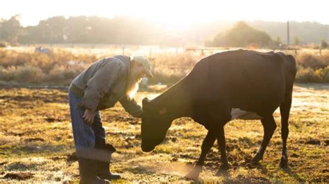 Fifth Generation Dairy Farmer Suffers Multiple Injuries After Bull Attack