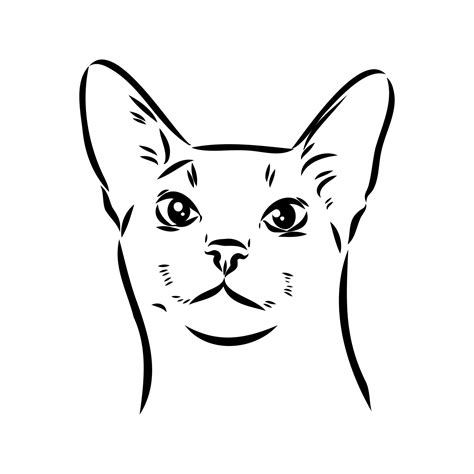 Cat Vector Sketch 36522081 Vector Art At Vecteezy
