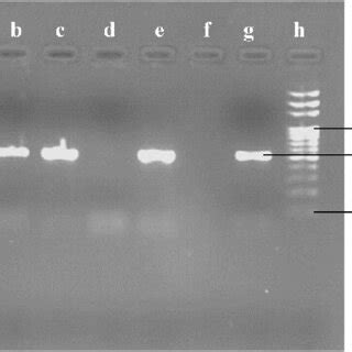 AST Pattern Of E Coli A And Salmonella Spp B Isolated From Chutney Download Scientific
