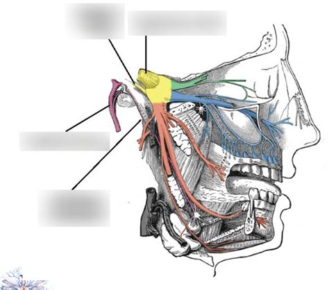 Trigeminal Nerve Diagram Quizlet