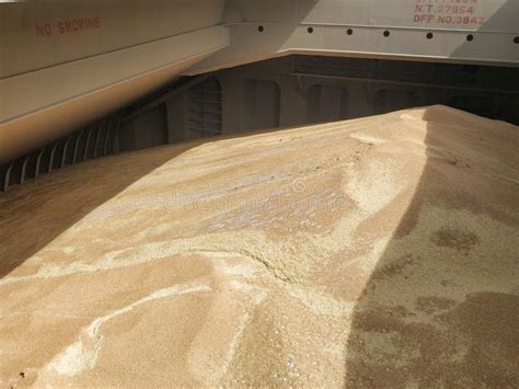 Grain Cargo Fully Loaded The Hold Of The Bulk Carrier Ship Stock Image Image Of Cargo Grain