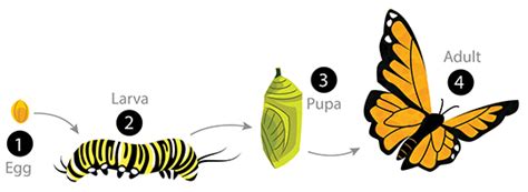 Cell Morphology Biology Simple