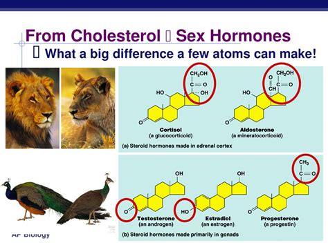 PPT Lipids Fats Oils PowerPoint Presentation Free Download ID 150922