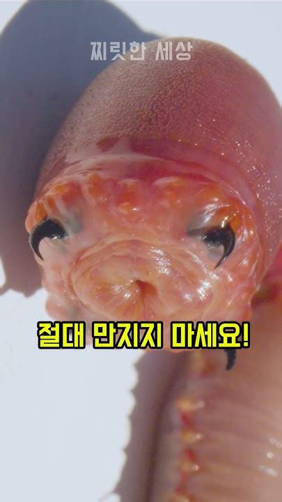 이 강철 이빨 가진 생명체는 뭐야 😱 Youtube