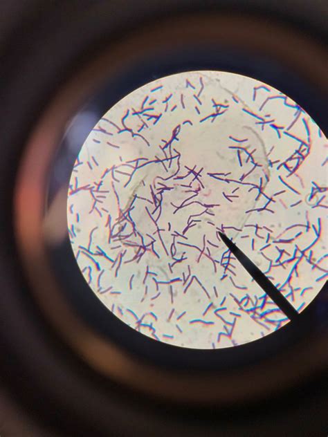 The Fascinating World Of Microorganisms