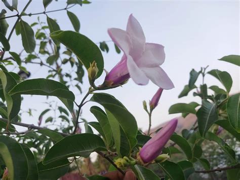Cryptostegia Grandiflora Roxb Ex Rbr Apocynaceae By Plants Of