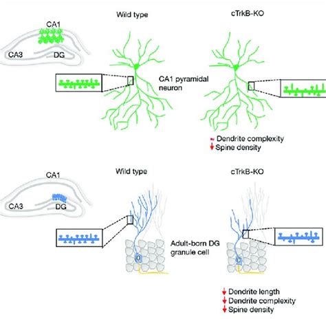 Schematic Representation Of The Dendrite Morphology And Dendritic Download Scientific Diagram